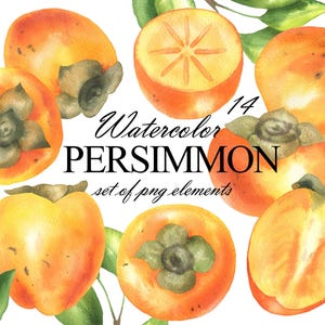Watercolor Persimmon Clip Art, Persimmon Slices, Persimmon Harvest ...