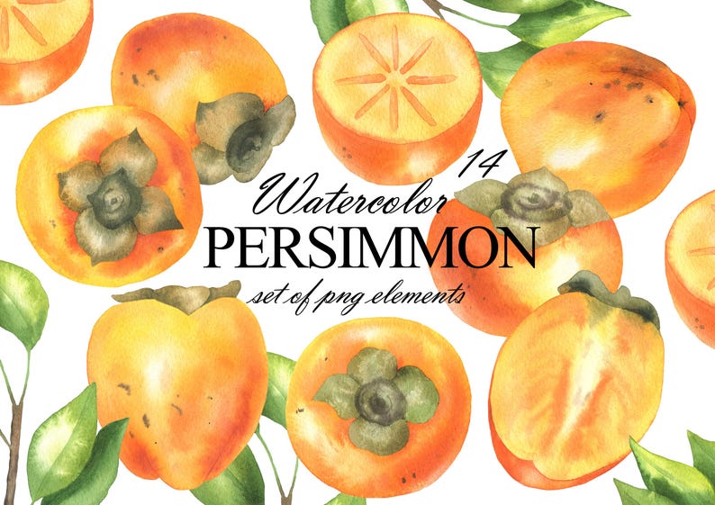 Watercolor Persimmon Clip Art, Persimmon Slices, Persimmon Harvest ...