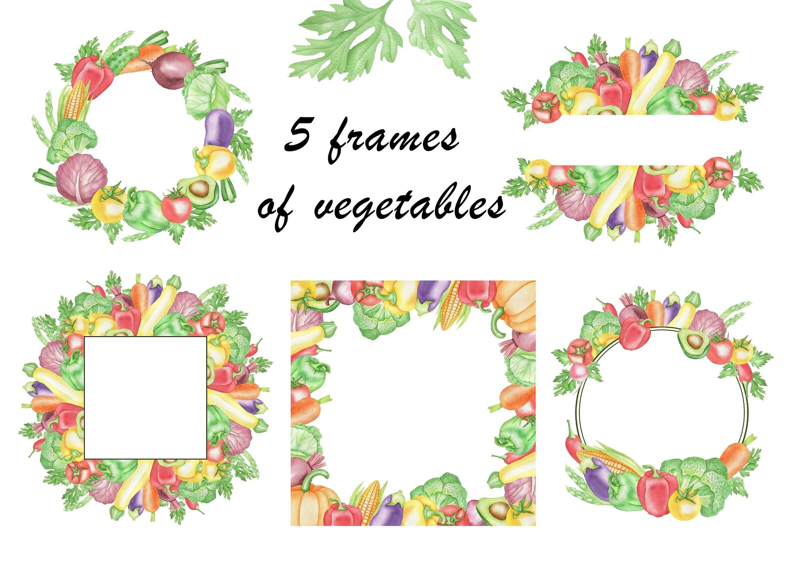 Watercolor Vegetable Clipart Farm and Kitchen Cabbage - Etsy