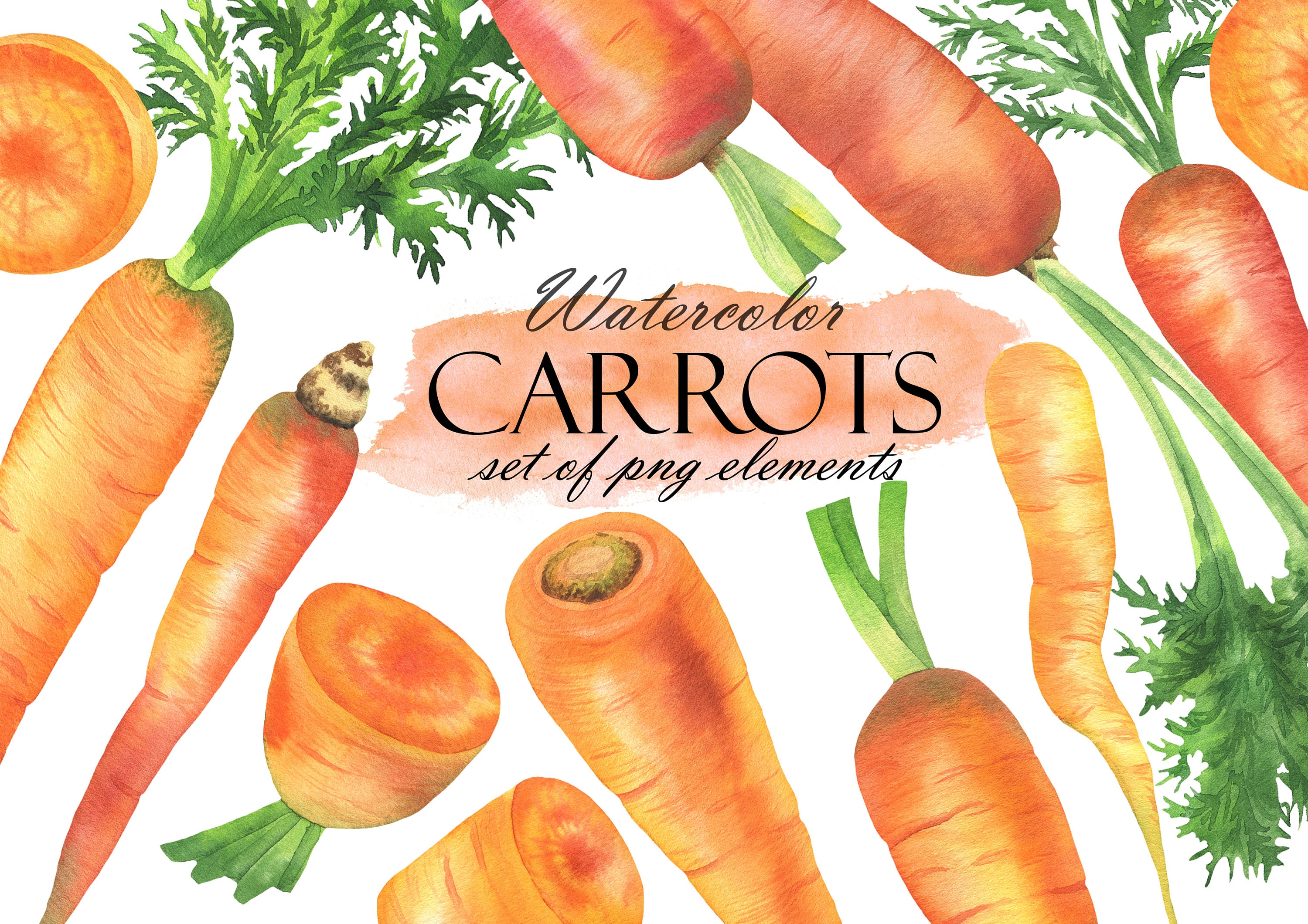 Watercolor Carrots Clipart Colored Carrot Eco Farm - Etsy