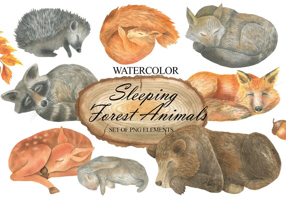 Sleeping Forest Animals Watercolor Clipart Woodland Animal - Etsy