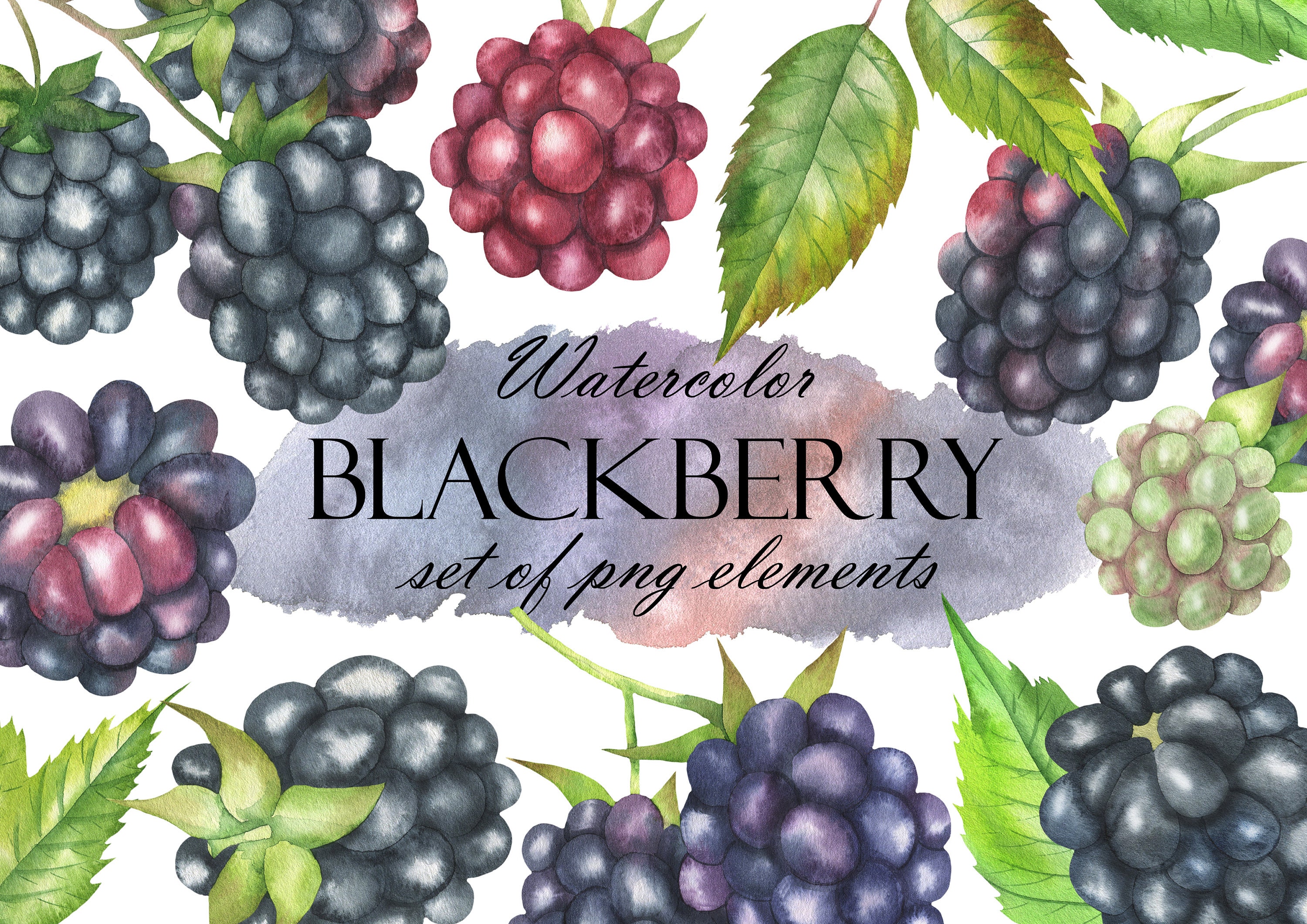 Clipart Blackberry