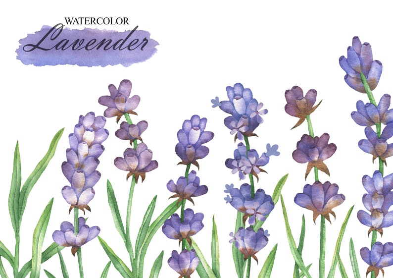 Watercolor Lavender Clipart, Vintage Lavender Bouquet, Purple Rustic ...