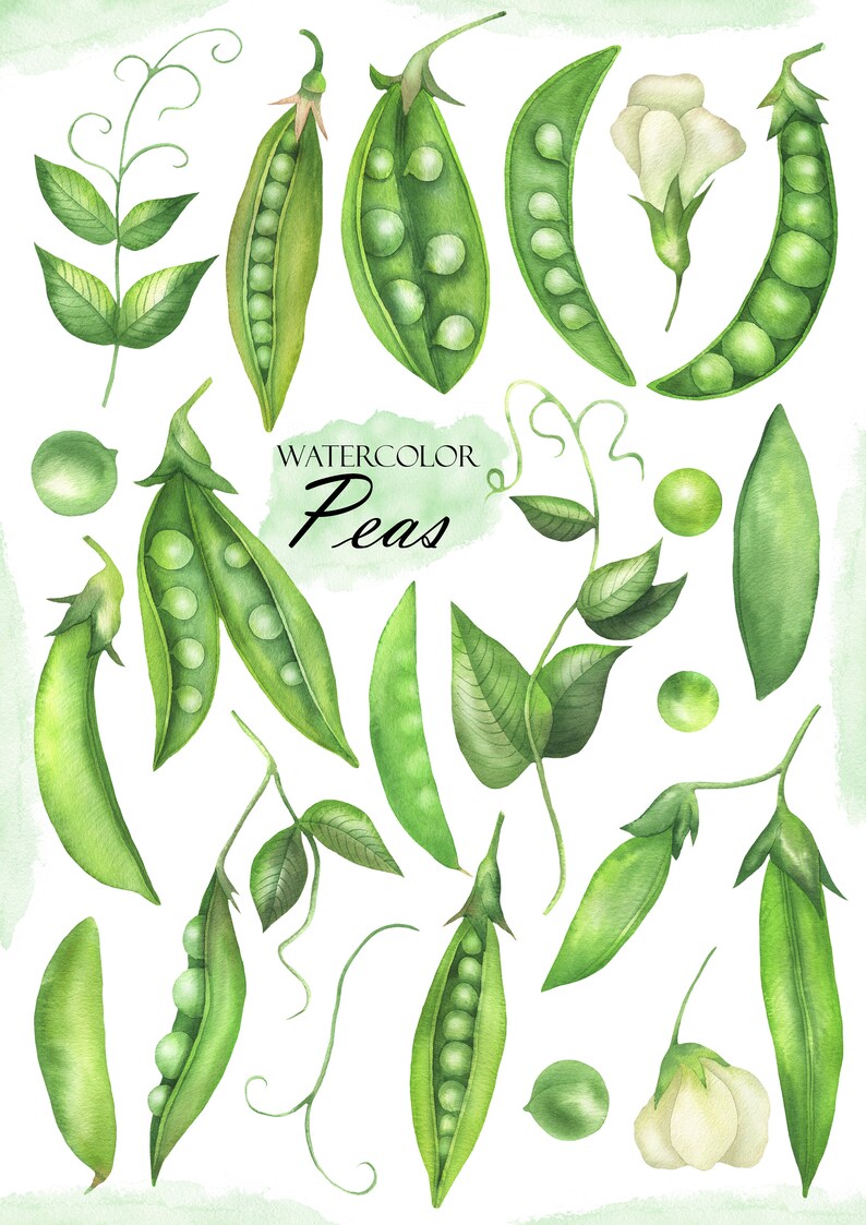 Watercolor Peas Clipart, Vegetable PNG Set (digital Download) - Etsy