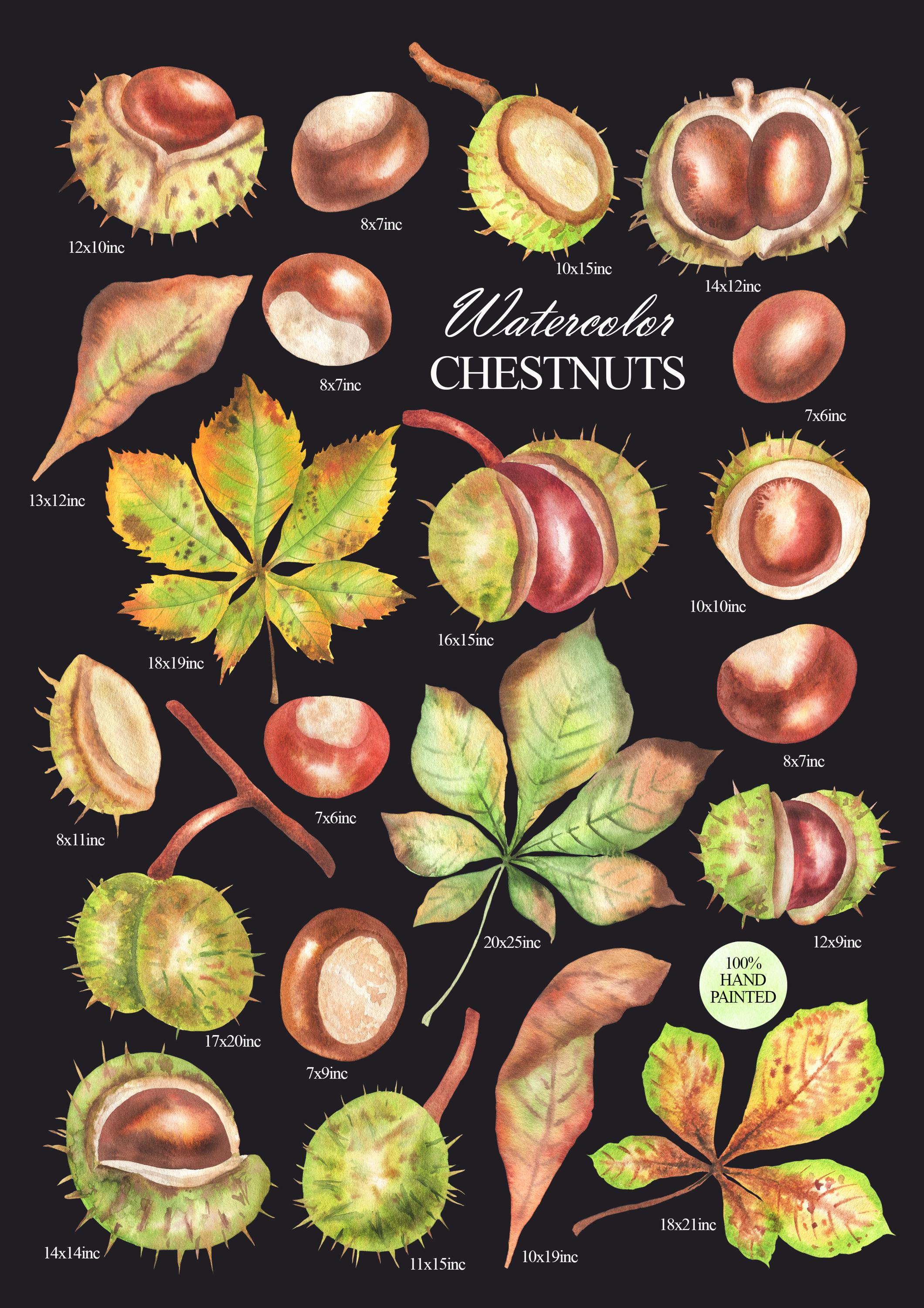 Watercolor Chestnuts Clipart for Autumn, Autumn Chestnut Clip Art Set ...