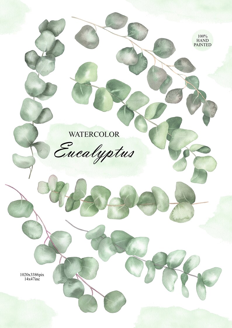 Watercolor Eucalyptus Clipart, Greenery Clip Art, Eucalyptus Bouquet ...