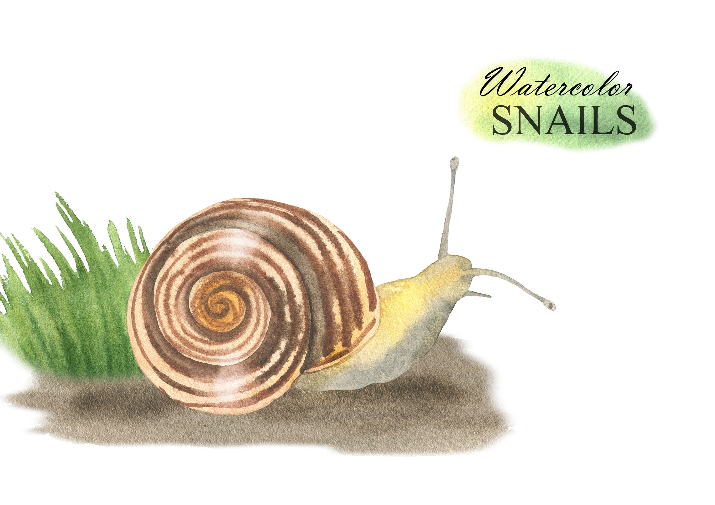 Watercolor Snail Clip Art, Colorful Snails Clipart, Garden Slug Clipart ...