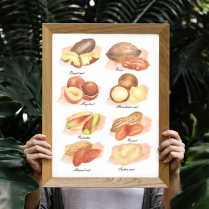 Nuts Watercolor Clipart, Pistachios, Hazelnut, Almond, Walnut, Cashew ...