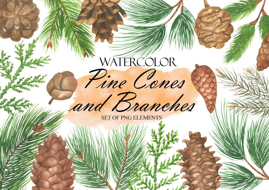 Pine Cones Watercolor Clip Art, Pine Branches Clipart, Christmas ...