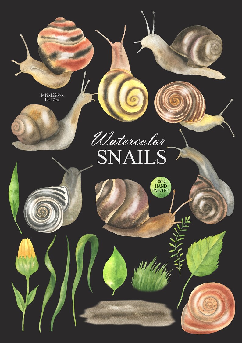 Watercolor Snail Clip Art, Colorful Snails Clipart, Garden Slug Clipart ...