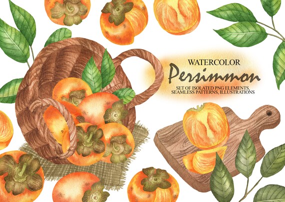 Persimmon Fruit Clip Art Persimmon Watercolor Painting | Etsy