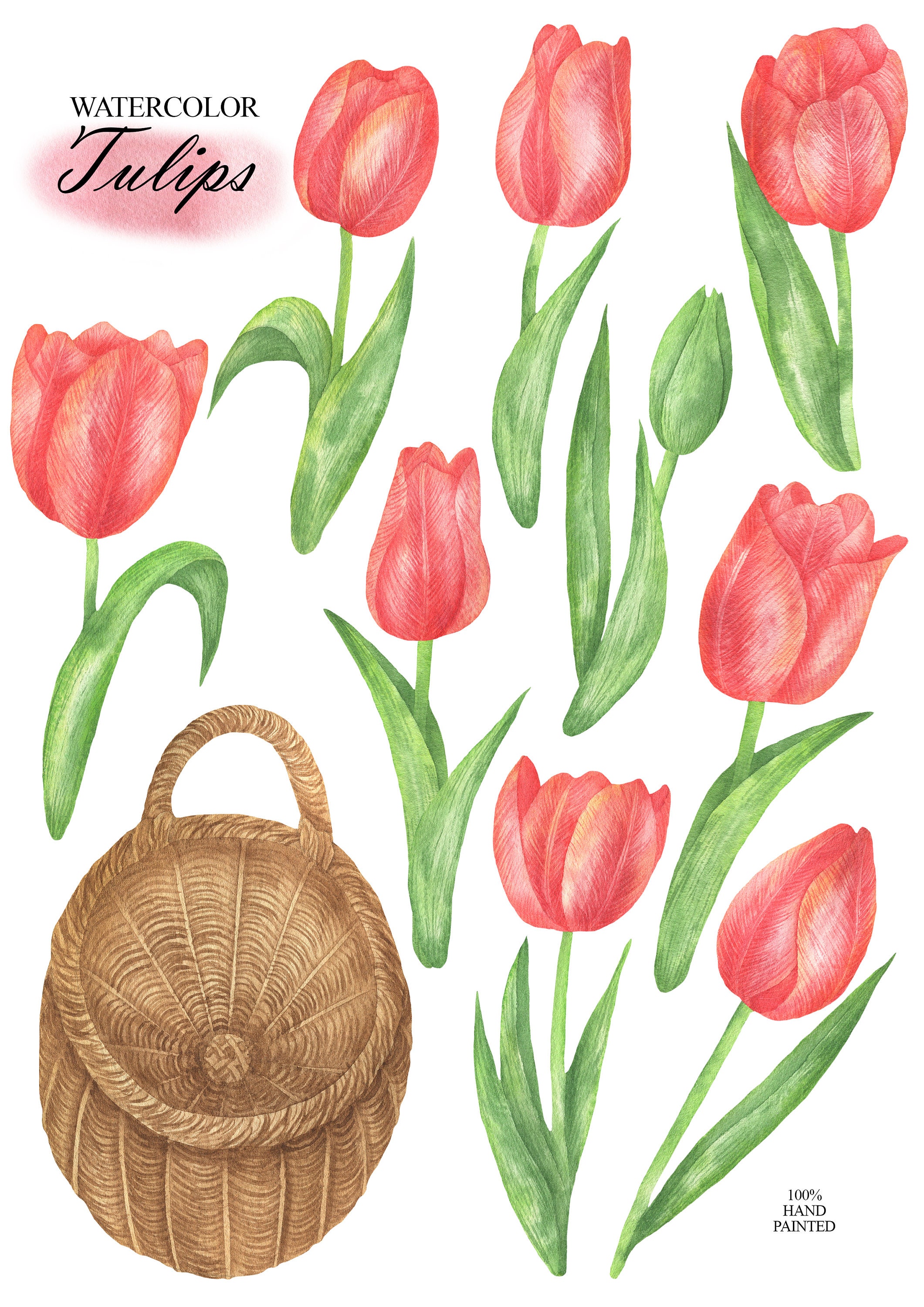 Watercolor Tulip Clip Art Red Tulips PNG Spring Flowers - Etsy