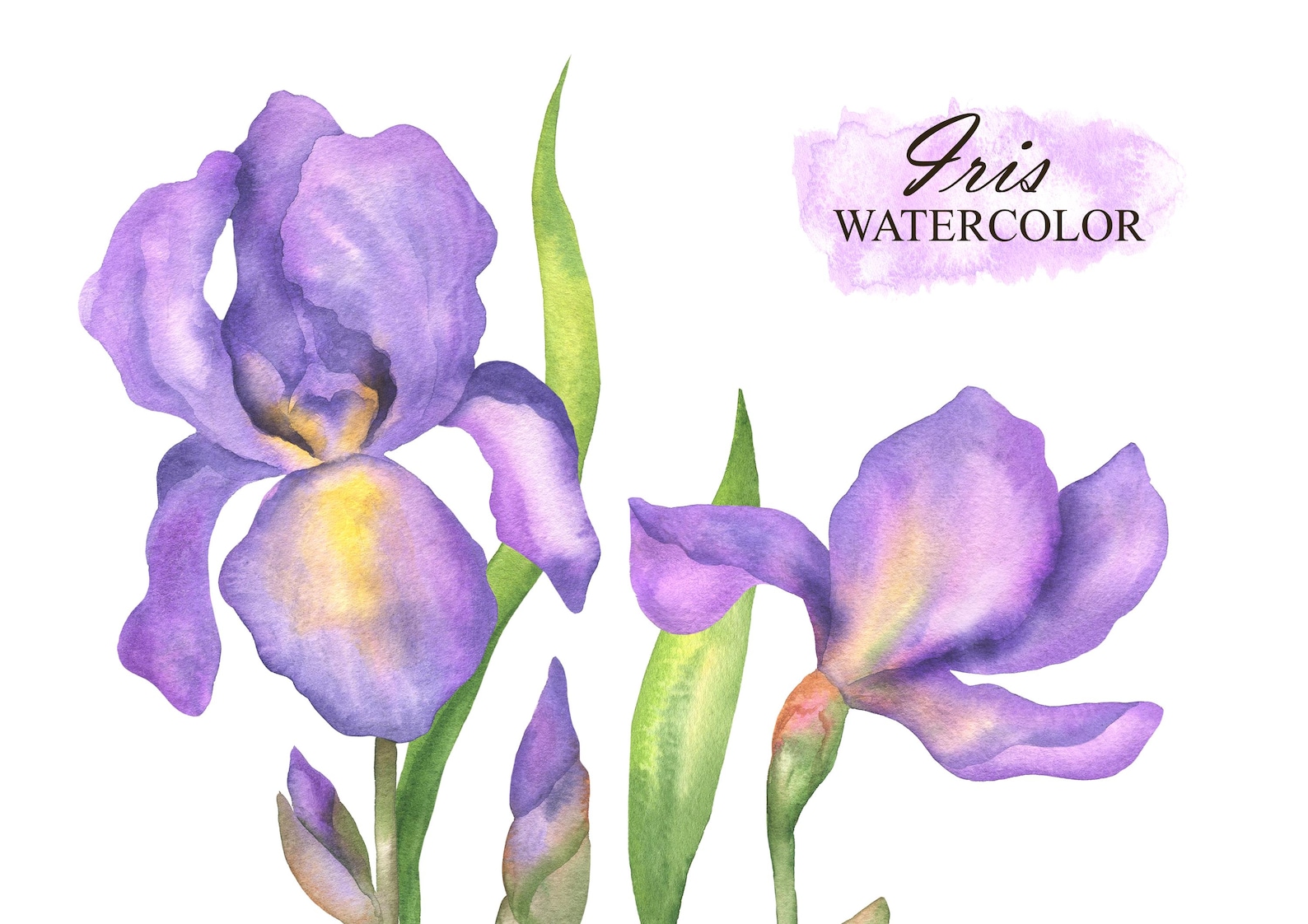 Watercolor Iris Flower Clipart, Irises Bouquet Illustration, Spring ...