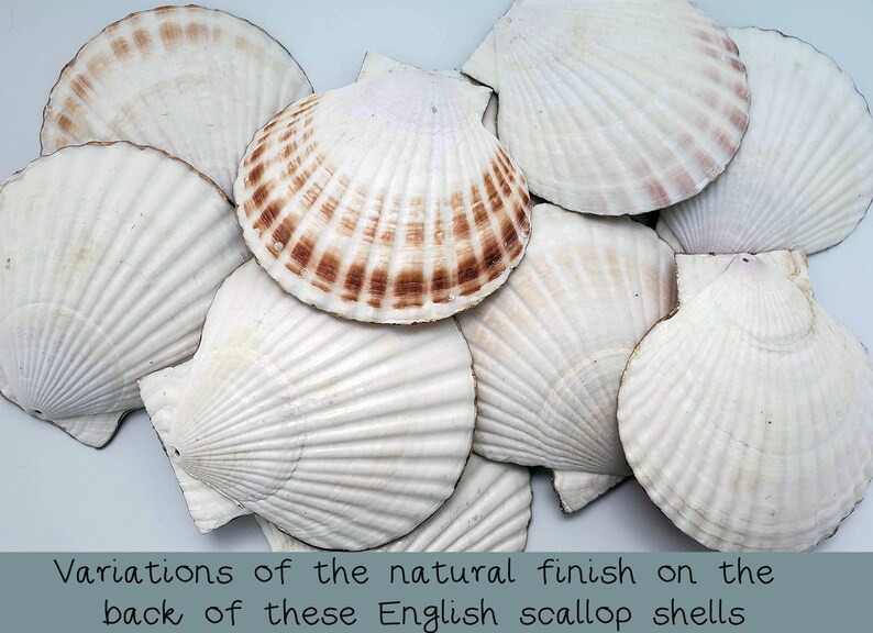 Decoupage Real Scallop Shell Ornament Handcrafted Decoupage | Etsy