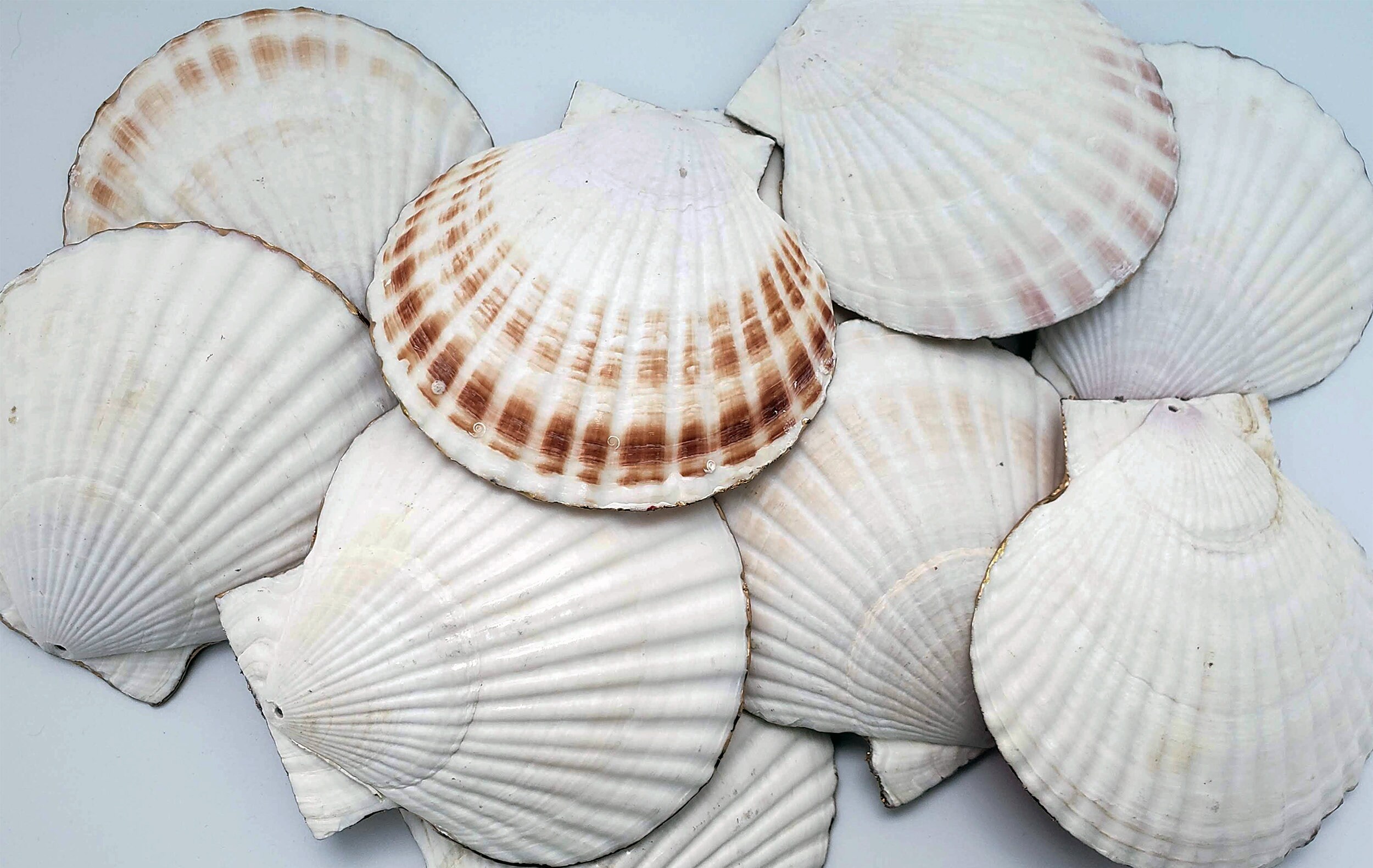 Decoupage Scallop Shell Ornament Trinket Ring Dish, Large English ...