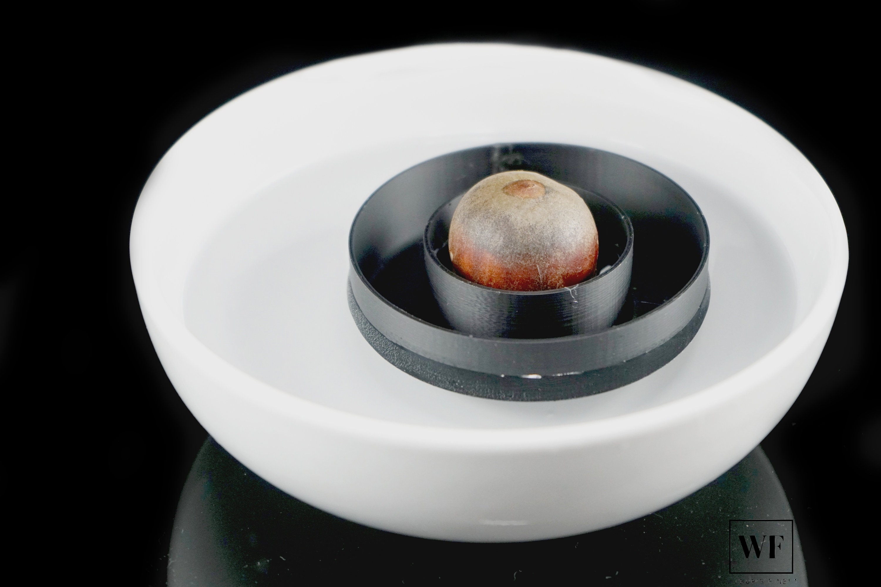 Avocado Tree Growing Bowl Pit Grower Boat Float Grow Your Own Heirloom ...