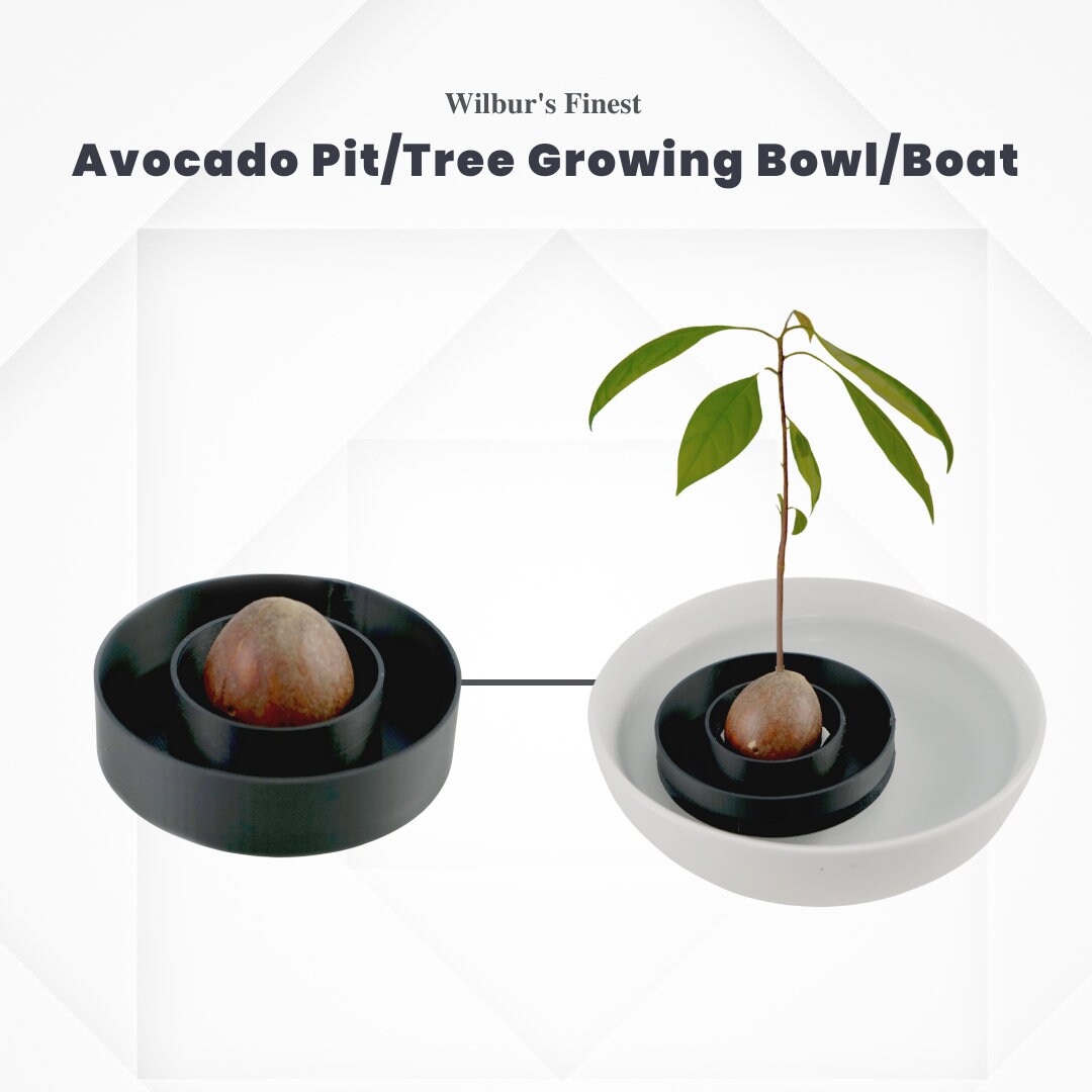 Avocado Tree Growing Bowl Pit Grower Boat Float Grow Your Own Heirloom ...