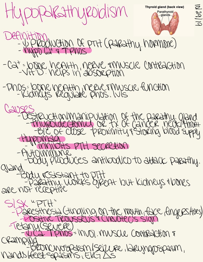 Endocrine Nursing Notes - Etsy