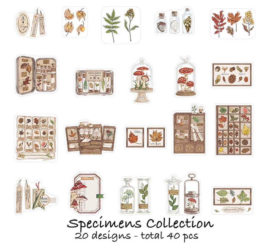 PET Botanical Specimens Sticker, Mushrooms Botanical Sticker, Flower ...
