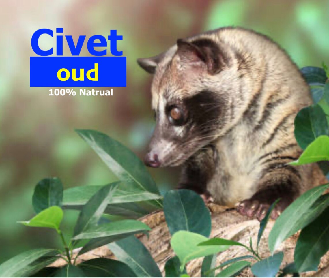 Civet Oud - 100% Natural Oil Perfume - Etsy