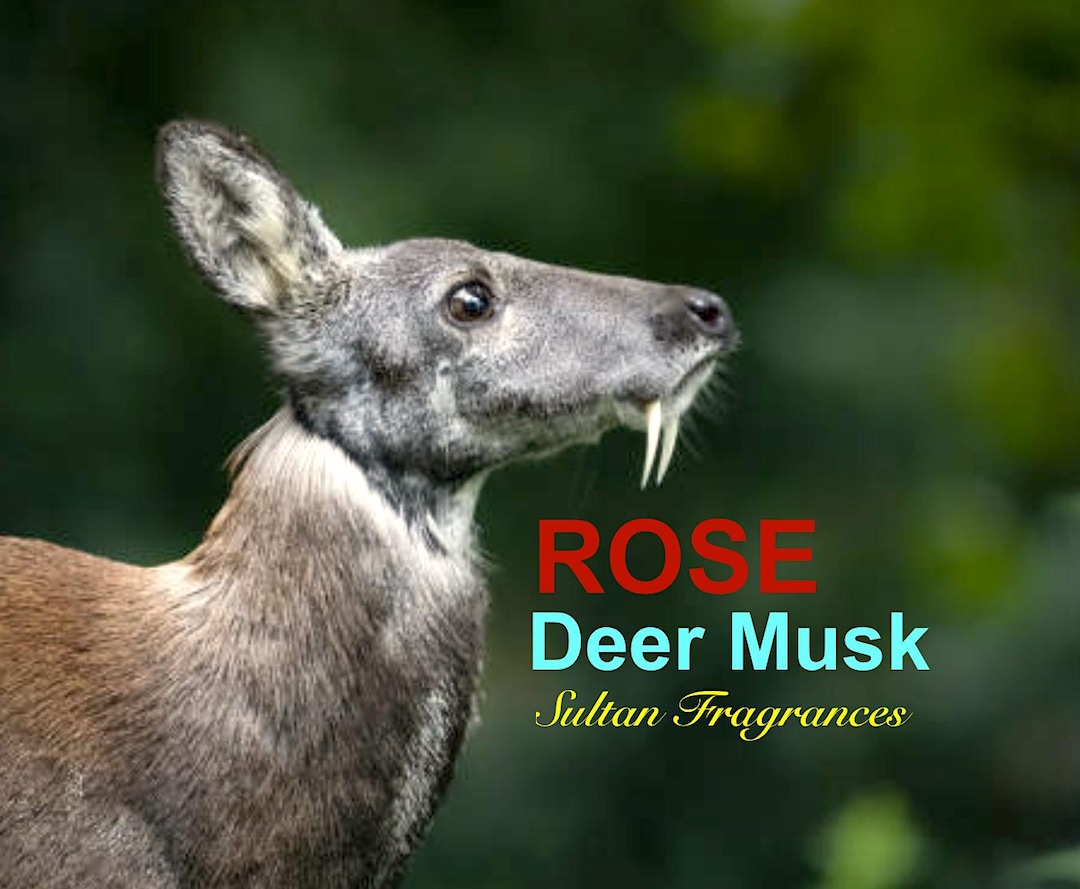 Rose Deer Musk - Perfume Oil - Made From Pure DM Grains - Etsy