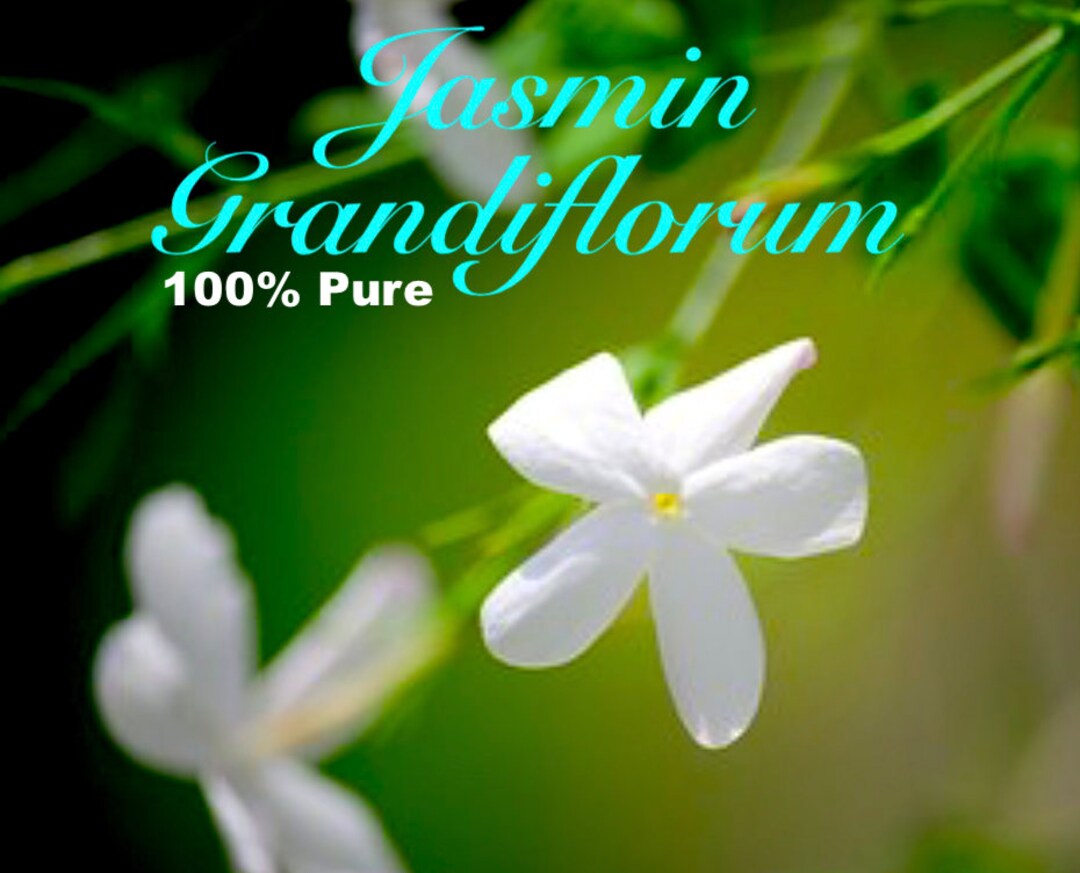 Jasmin Grandiflorum (spanish Jasmin) - Pure Perfume Oil - Etsy