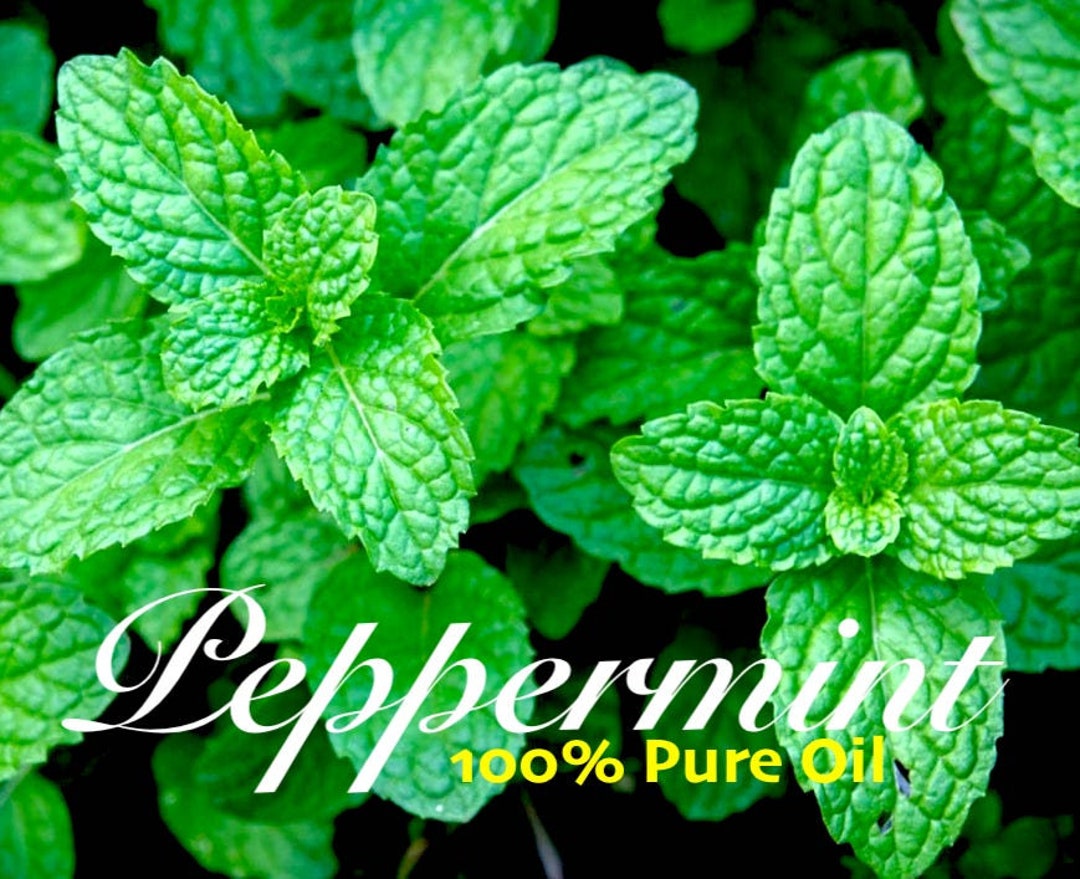 Peppermint - 100% Pure Perfume Grade Oil - Etsy