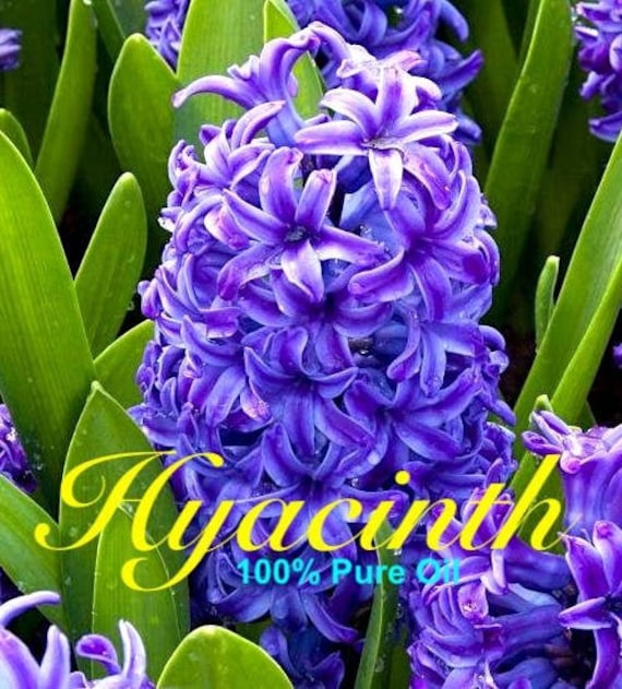Hyacinth 100% Perfume Grade Oil Absolute - Etsy