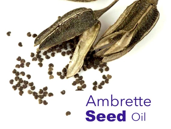 Ambrette Seed Oil 100% Pure Steam Distilled - Etsy