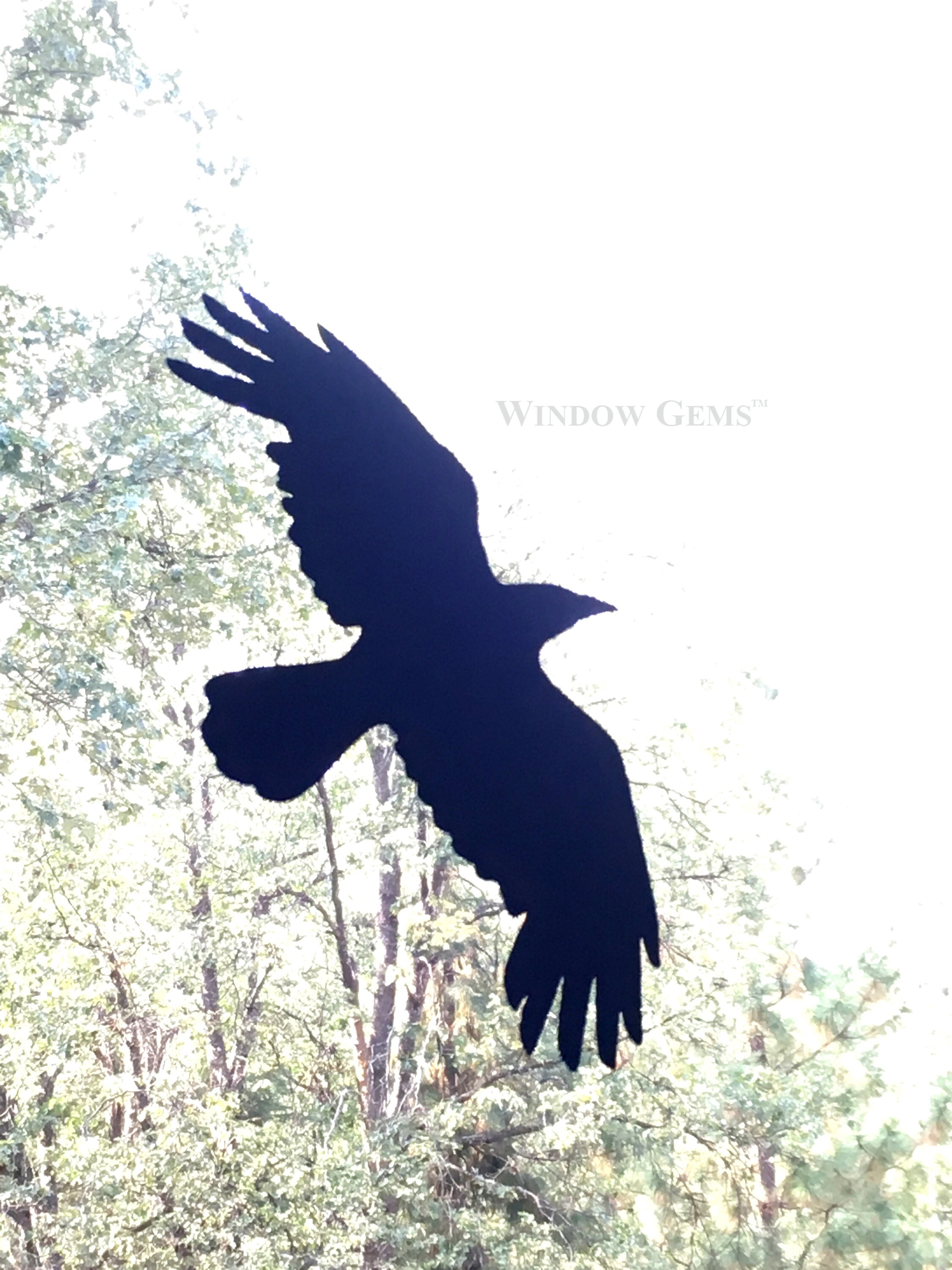 Raven Window Clings - Matte Black Decals - Prevent Bird/window ...