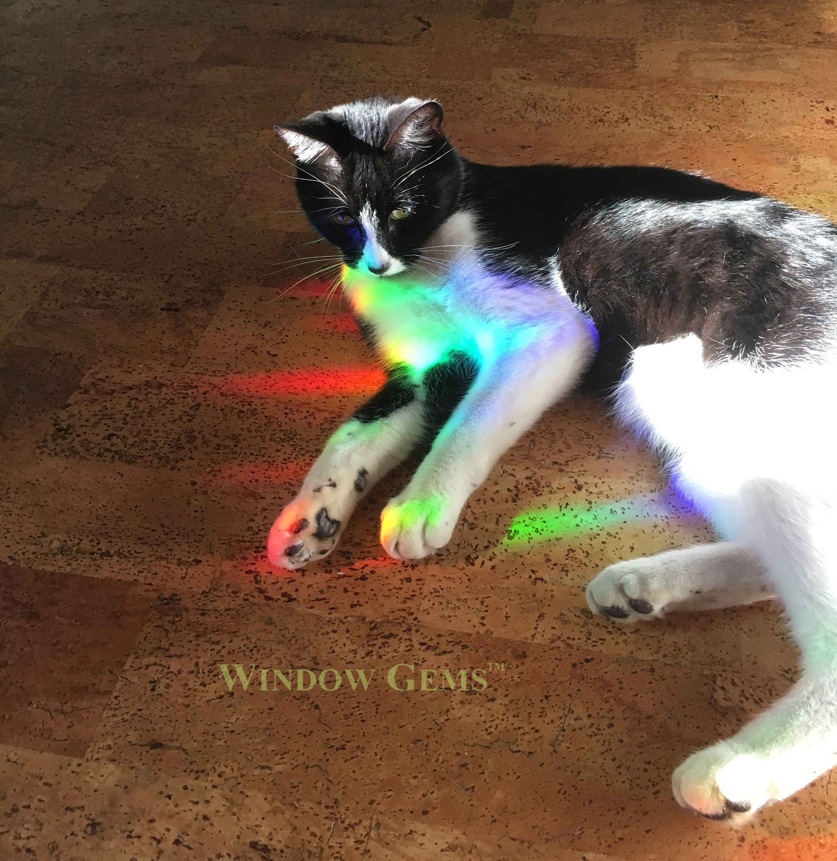 Squirrel Window Gems Static Window Clings Alert Birds to - Etsy