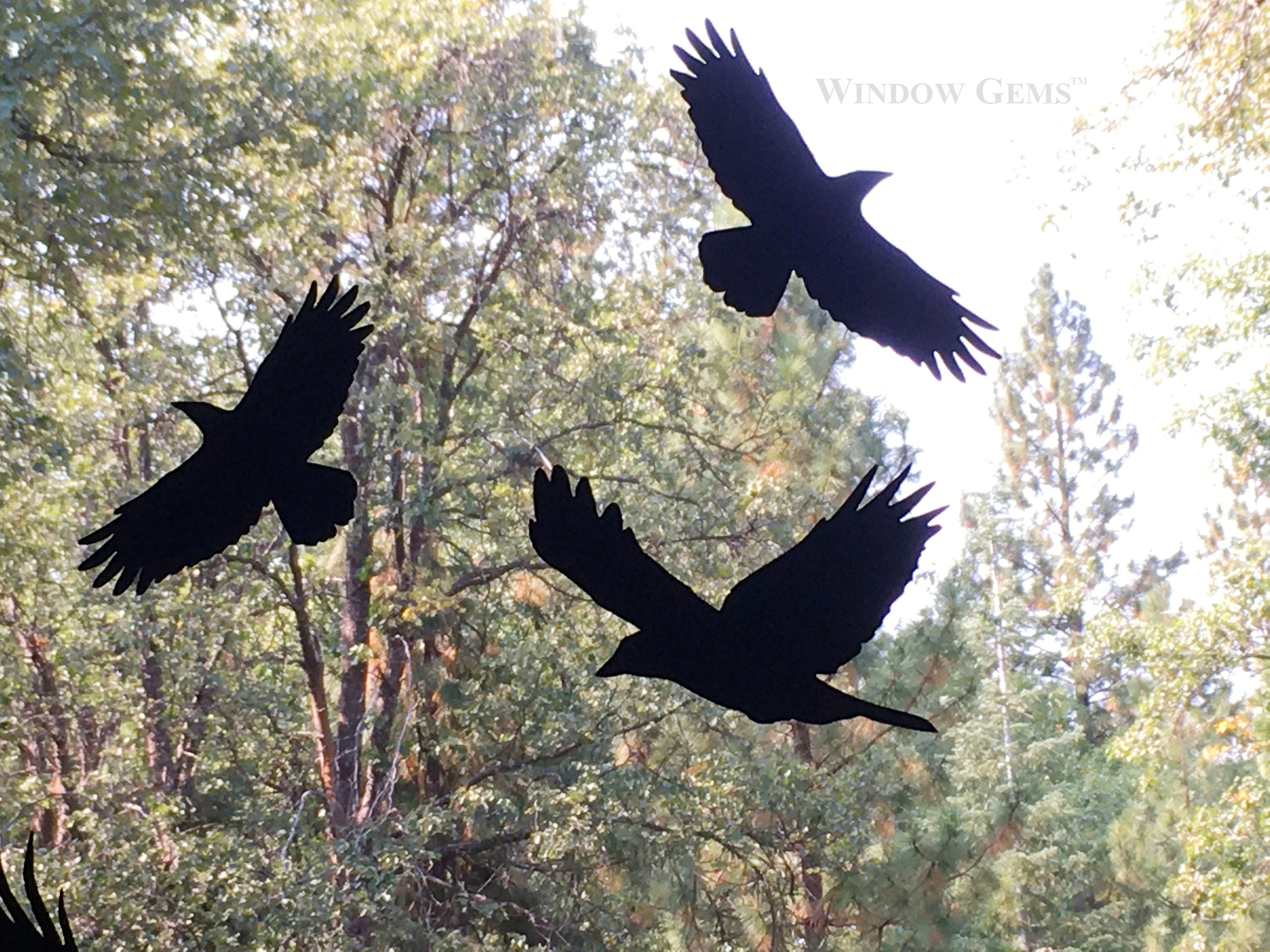 Raven Window Clings - Matte Black Decals - Prevent Bird/window ...