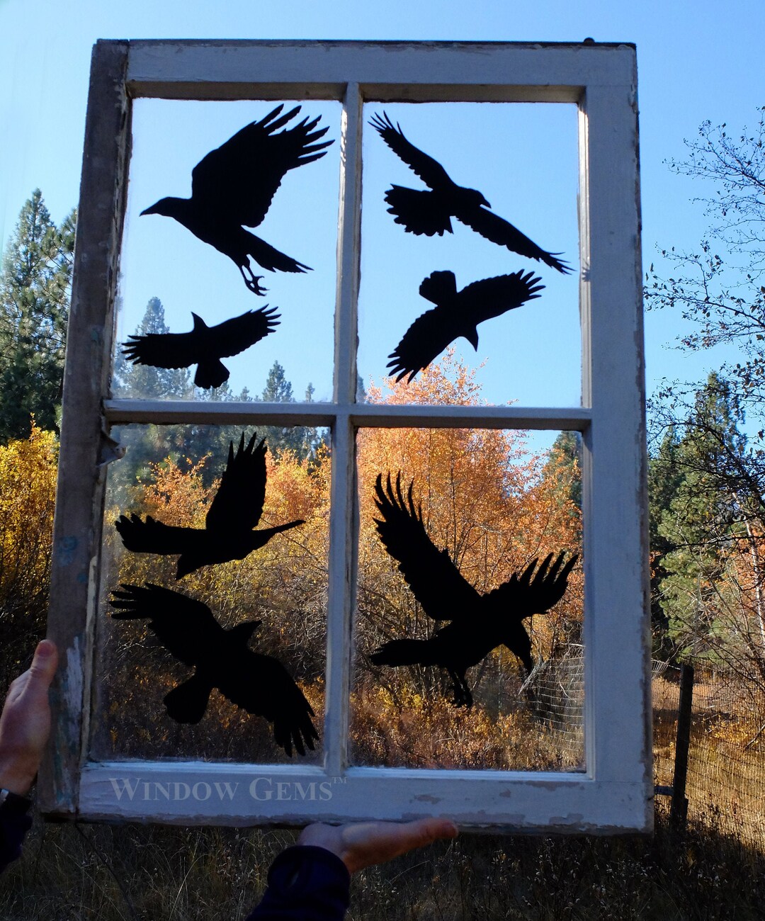Raven Window Clings - Matte Black Decals - Prevent Bird/window ...