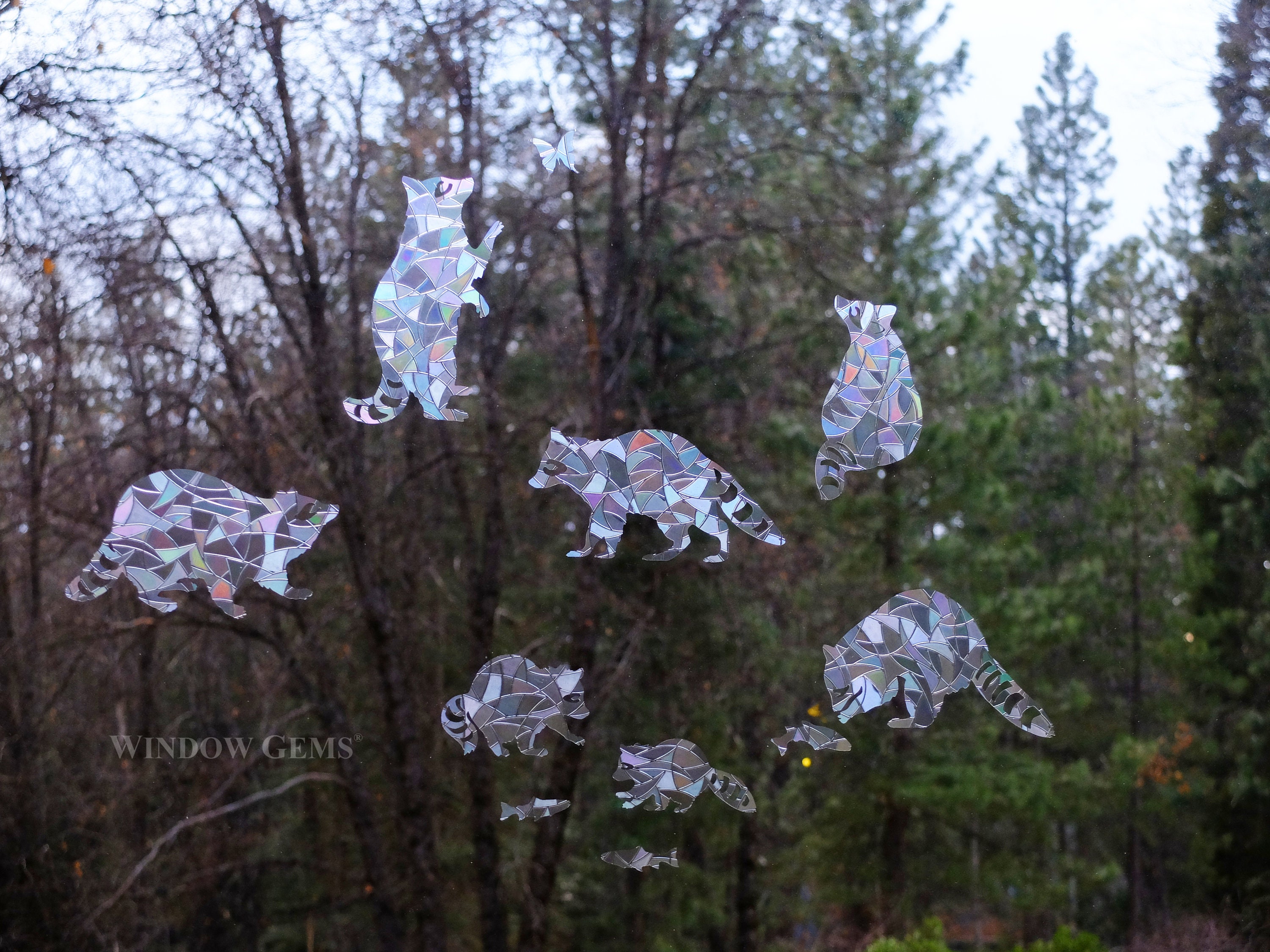 Raccoon Window Clings – Prismatic Decals to Prevent Bird Collisions - Etsy