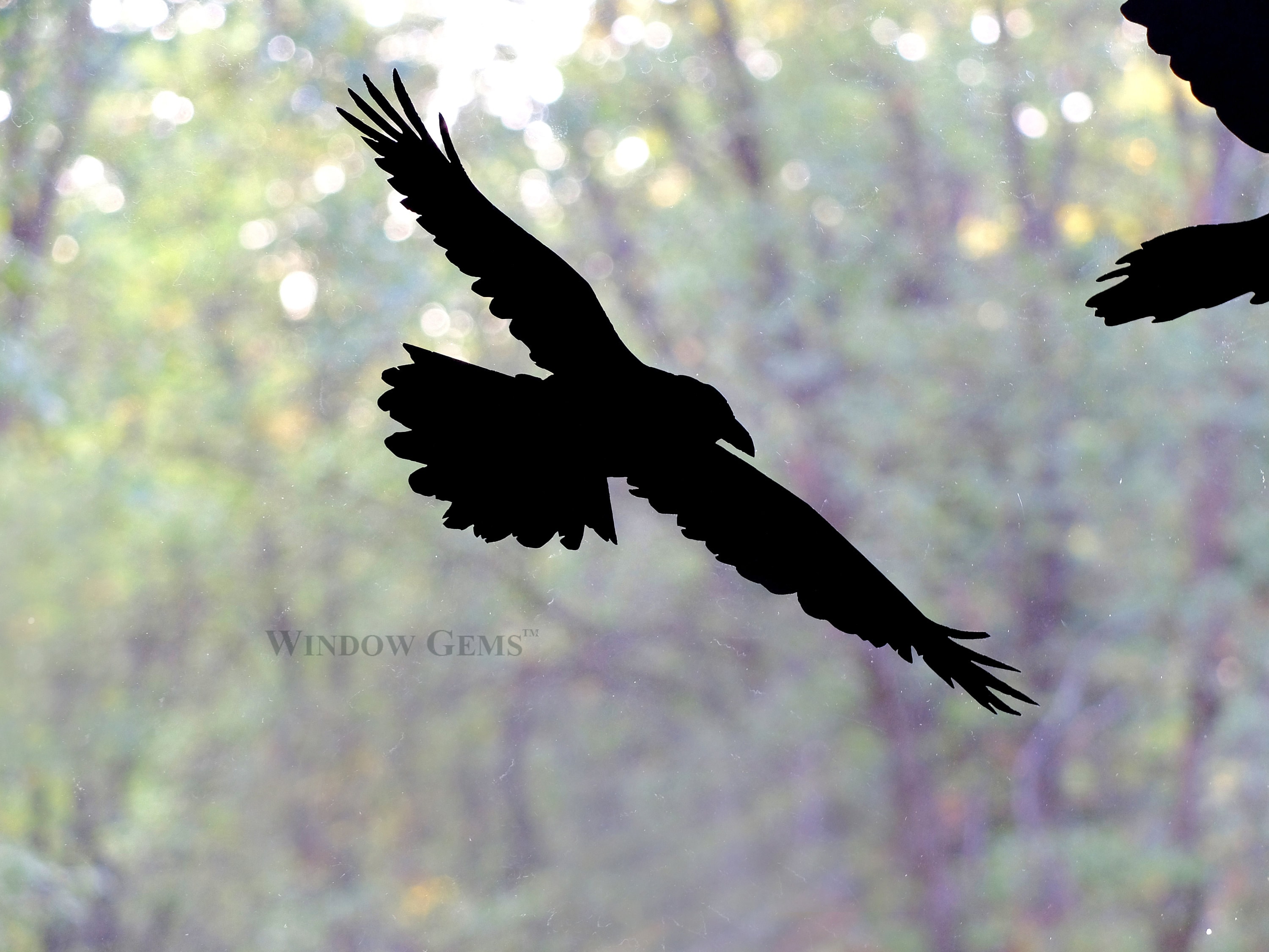Raven Window Clings Matte Black Decals Prevent Bird/window - Etsy
