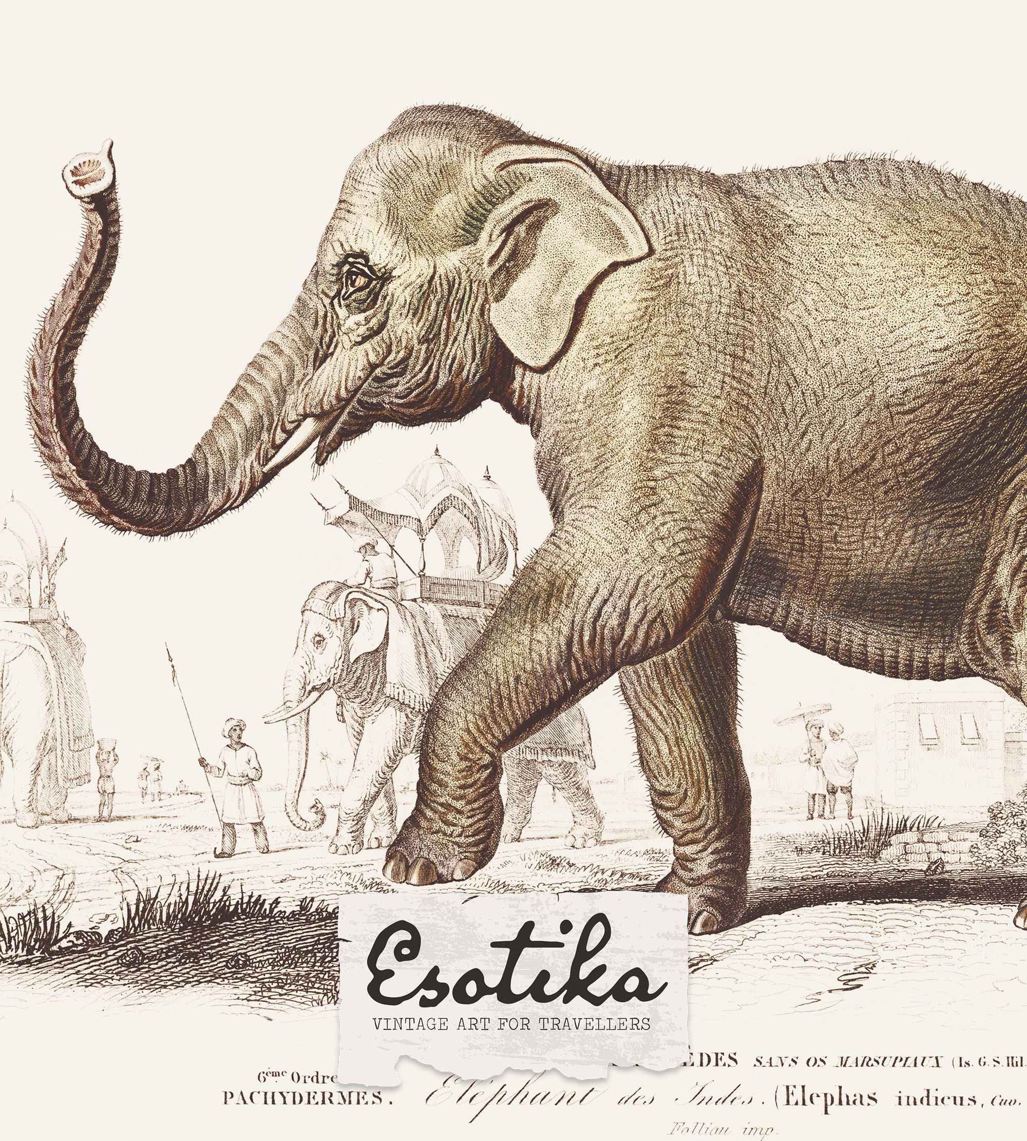 African Elephant Antique Drawing / Vintage Jungle Nature Print ...