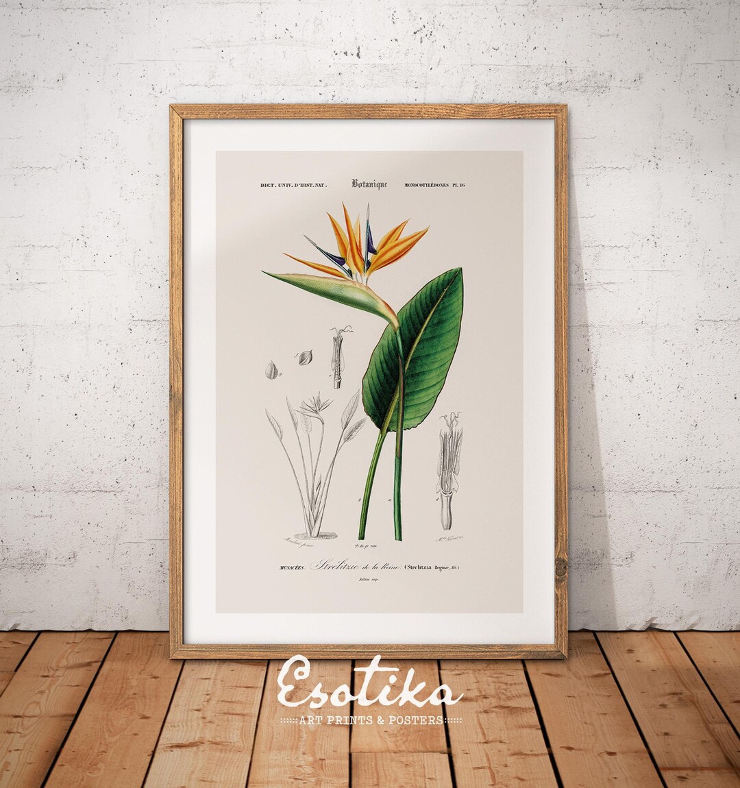 Bird of Paradise, Strelitzia Flower / Tropical Plant Wall Art ...
