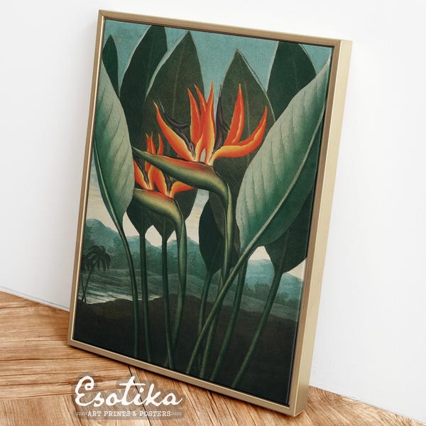Strelitzia Art - Etsy