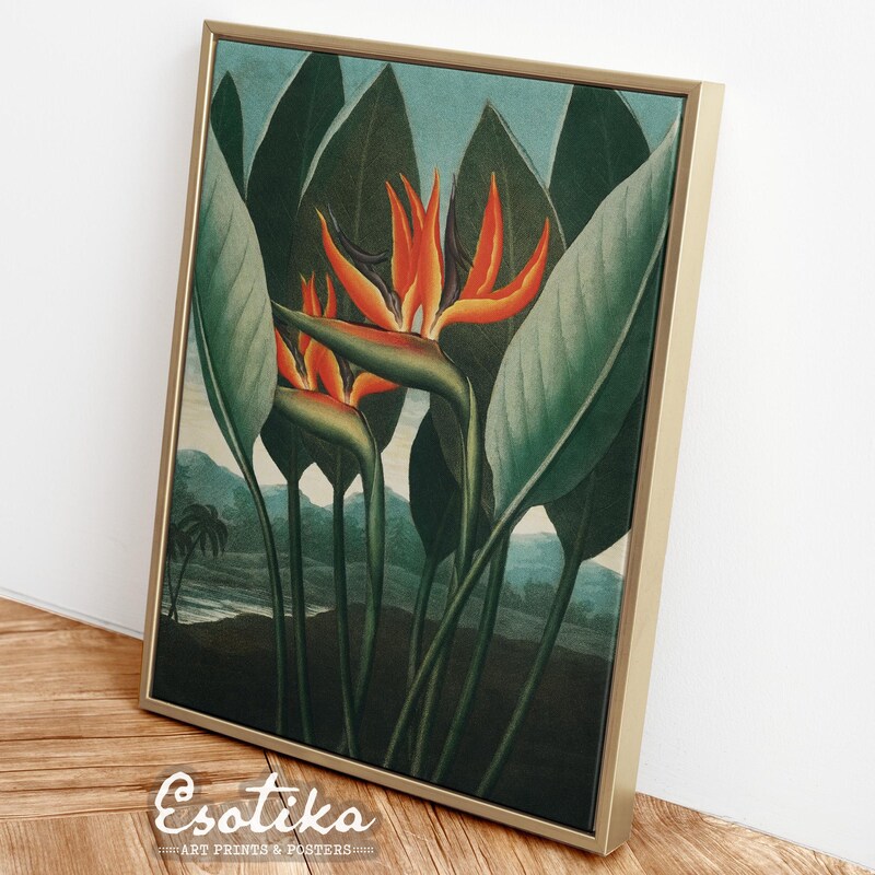 Strelitzia Art - Etsy