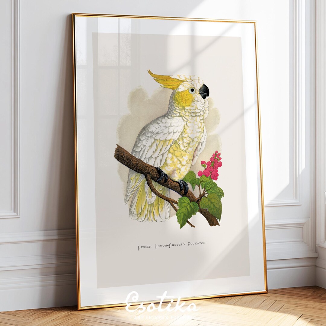 Vintage Bird Print / Botanical Parrot Art / Tropical Room Decor ...