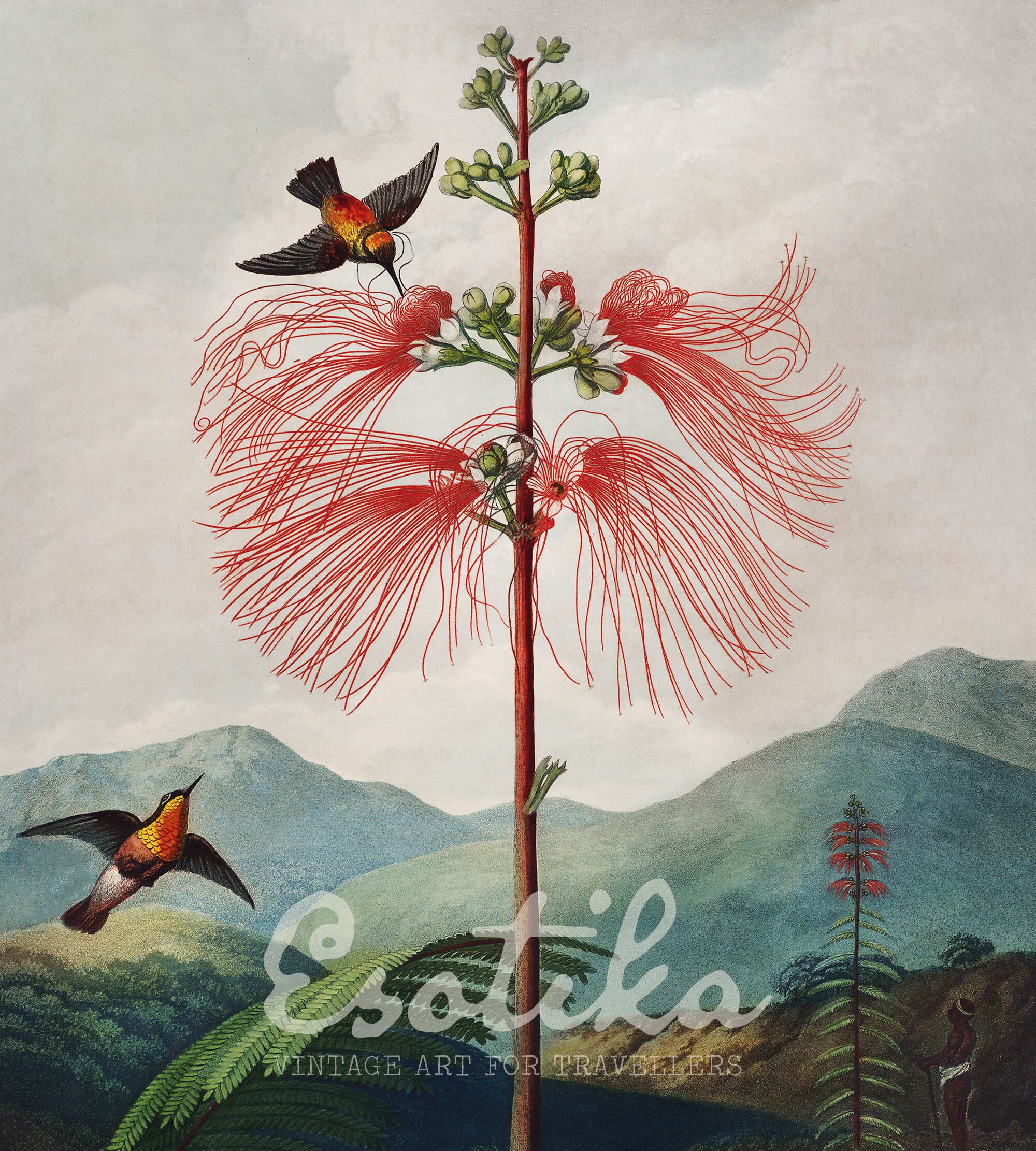 Vintage Tropical Plant With Hummingbirds Oil Painting / Tropical ...