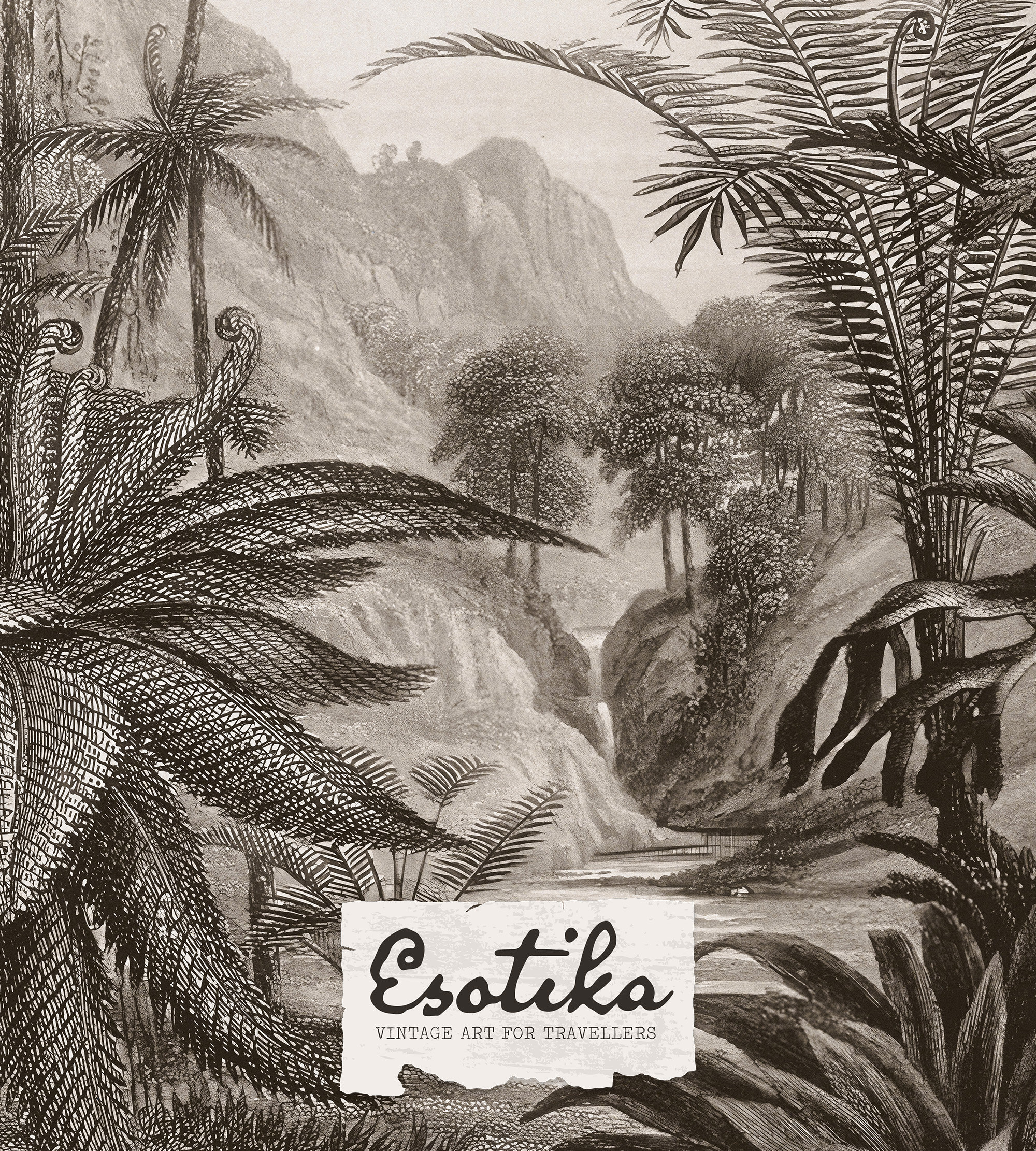 Vintage Jungle Monochrome Prints / Tropical Antique Drawing / Gallery ...