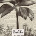 Vintage Palm Tree Dictionary Print / Monochrome Print / Tropical Wall ...
