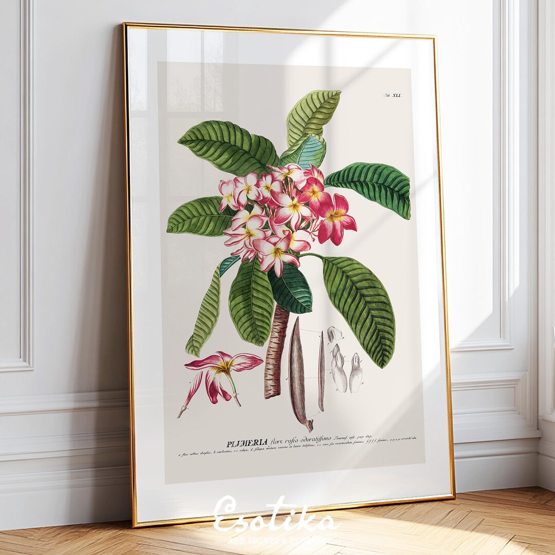 Frangipani Pink Flower Print / Tropical Plant Antique Drawing ...