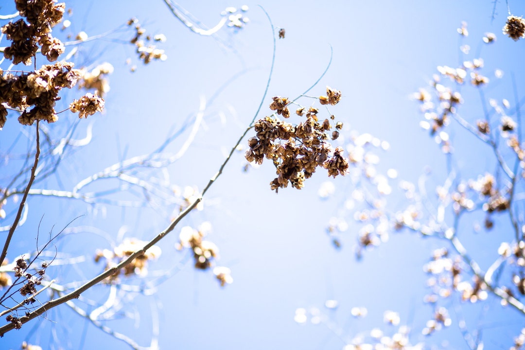 Beautiful Tree Branches and Blue Sky, "utopia" Landscape, Artsy Chick ...