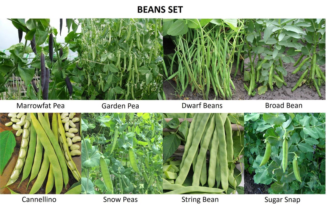 Ensemble de haricots 8 types de haricots différents - Etsy France