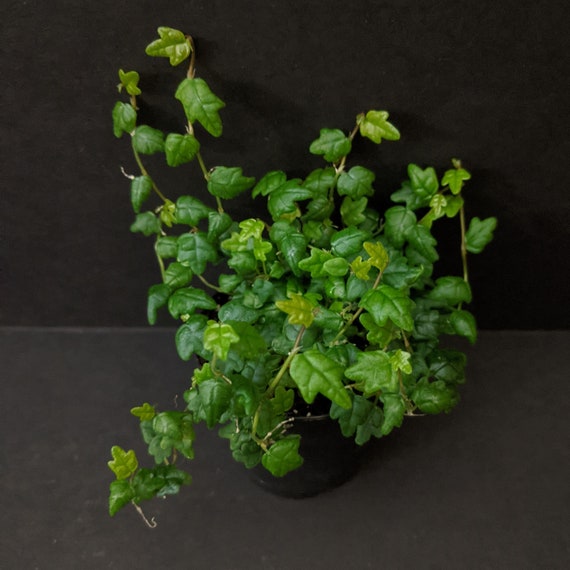 Ficus Pumila Var. Quercifolia Aka String of Frogs Oak Leaf - Etsy
