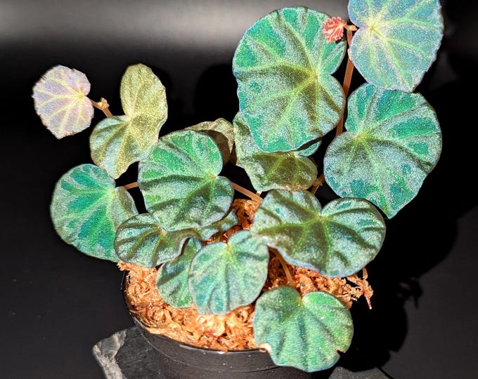 EXACT PLANT, Begonia Sp. Sarawak, Rare TERRARIUM Plant - Etsy