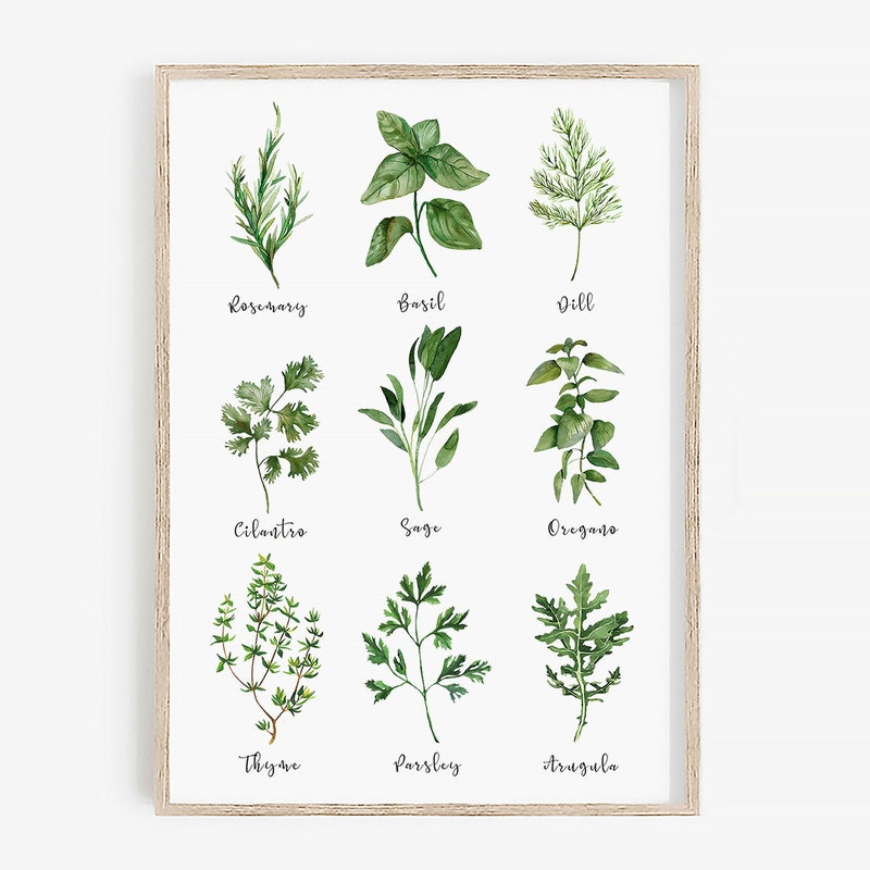 Herb Poster - Etsy