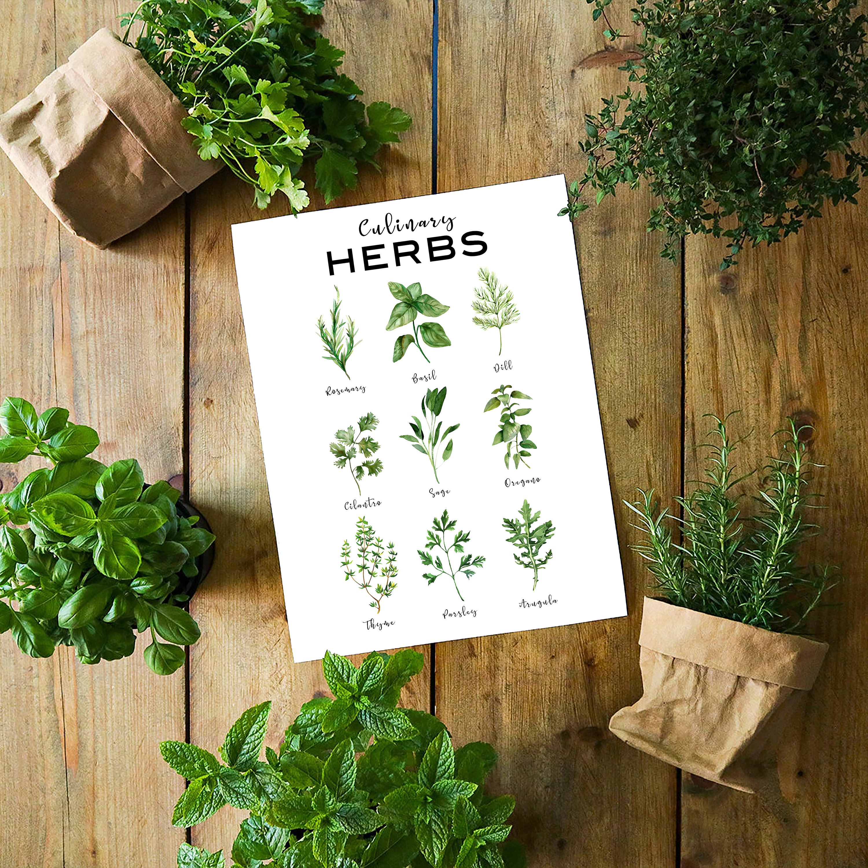 Herb Poster Print · Herb Printables · Kitchen Printables · Watercolor ...